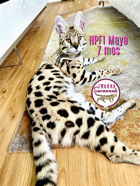 Savannah Kittens And Hpf1 Guide 14 Serval Heritage Explained
