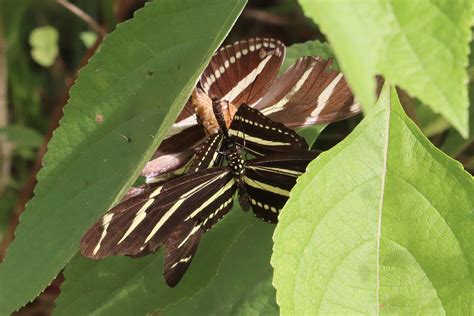 Zebra Longwing Butterfly Life Cycle
