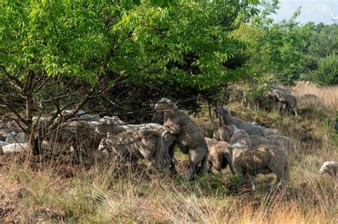 Lommel Schaapjes Tellen Op Maatheide Internetgazet