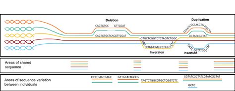 A Representative Reference Genome Wellcome Sanger Institute Blog