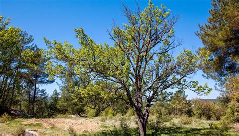 Árbol Cedro Majestuosidad Y Robustez En El Bosque Concienciaeco