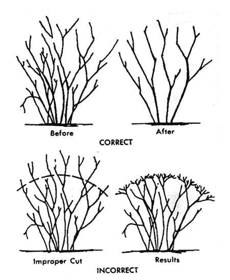 Shearing And Pruning Bay Weekly