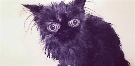 16 Pictures Of Wet Cats Who Would Like Some Privacy 16 Pictures Of Wet Cats Who Would Like Some Privacy