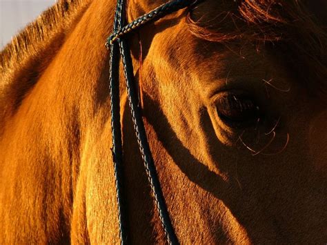 Criolllo Hair Wrap Horses Sool