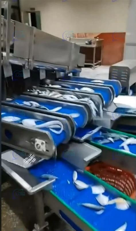 Automatic Fish Classify Machine With 12 Roller Automatic Fish