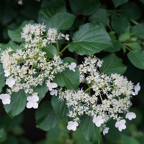 Climbing Hydrangea For Sale