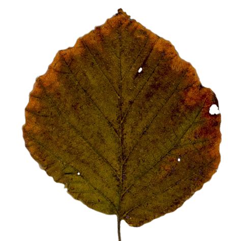 50 Dry Leaf Textures Dry Leaf08 Diff Png