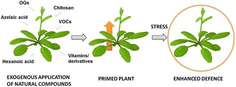 Frontiers Priming Of Plant Resistance By Natural Compounds Hexanoic Acid As A Model Plant