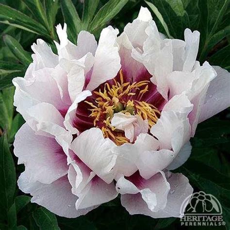 Paeonia ‘cora Louise Exotic Flowers Peonies Itoh Peonies