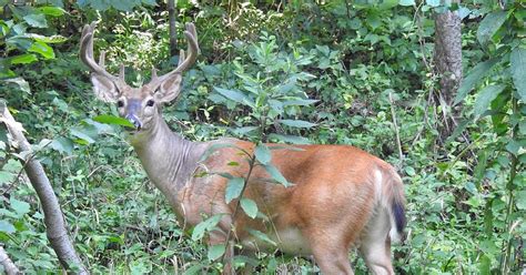 Terriermans Daily Dose Full Body Shot Of A 10 Pointer