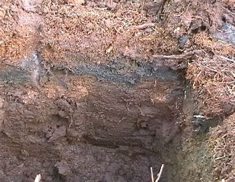 Peat Soil Profile 03