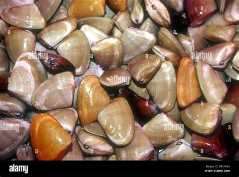 Pipis Donax Deltoides Small Edible Saltwater Clams Or Marine