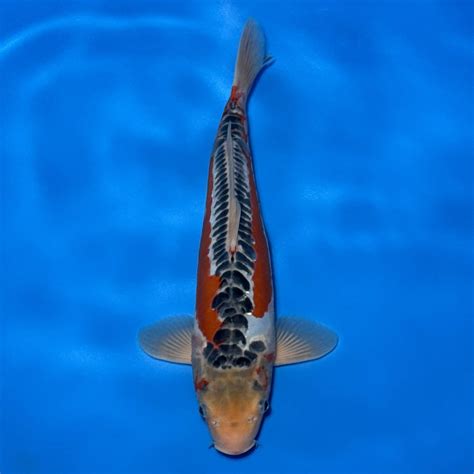 100 Shusui 38cm Koifarm Webshop