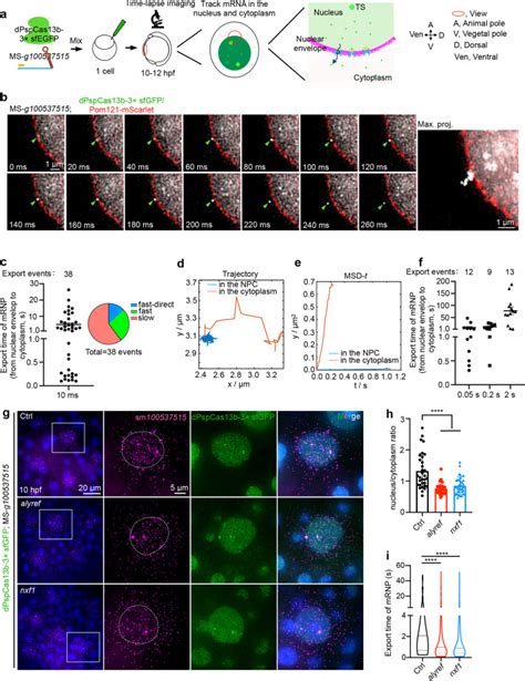 Crispr Dcas13 Tracing Reveals Transcriptional Memory And Limited Mrna
