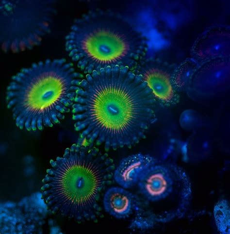 Candy Apple Rainbow Zoa Coralz