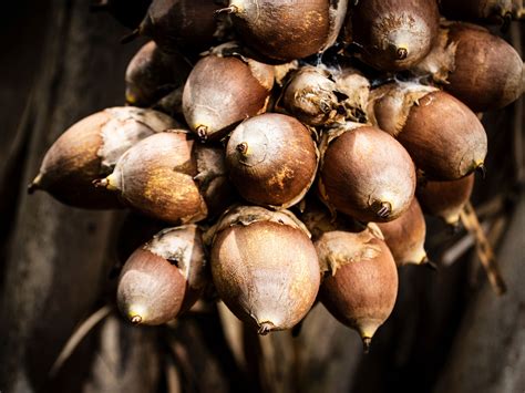 Babassu Oil Supplier For Industry And Trade Henry Lamotte Oils