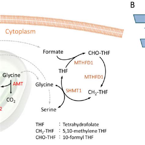 A Schematic Diagram Of The Metabolic Cycle Of Thf And The One Carbon