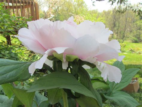 Mudan A New Mudan Tree Peony First Bloom 41612