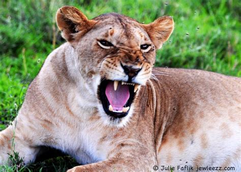 Lioness At Serengeti National Park Tanzania Africa
