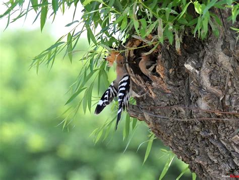 戴胜鸟 Salihadzvmp的博客 Photofans摄影网