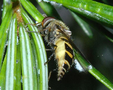 Adelges Cooleyi Cooley Spruce Gall Adelgid Douglas Fir Adelgid