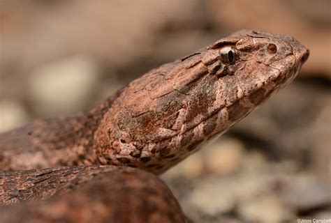 Common Death Adder Acanthophis Antarcticus Sydney Nsw Jesse Campbell Flickr