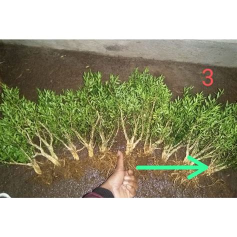 Jual Boxus Shopee Indonesia