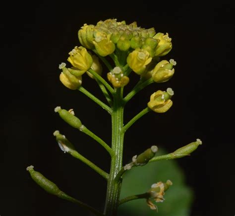 Rorippa Indica Eflora Of India