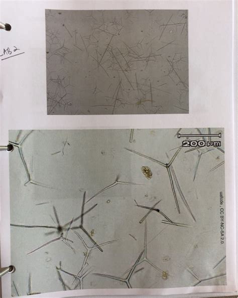 Solved Spicules Fig 2 1 The Classification Of Sponges Is
