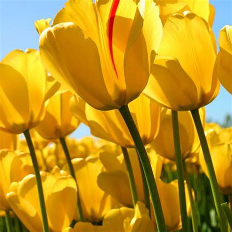 Brandonandhashaka Holifield Youtube