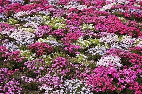 盛开的芝樱粉苔花园