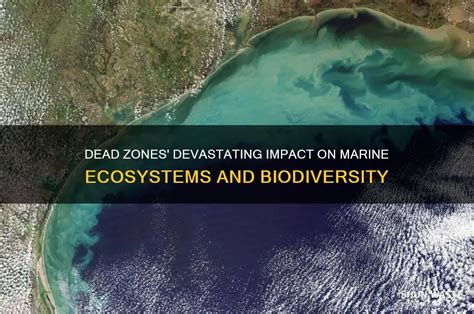 Dead Zones Devastating Impact On Marine Ecosystems And Biodiversity
