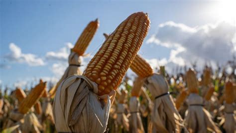 Produce Launches Pythium Tolerant Corn Hybrid Revista Cultivar