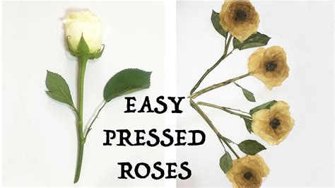 How To Easy Pressed Roses Youtube