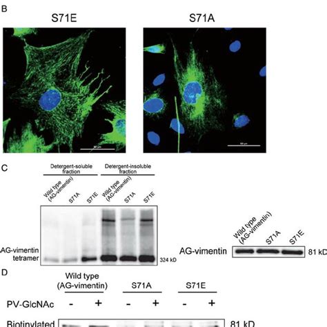 Architecture Of S71e Ag Vimentin And S71a Ag Vimentin And Surface
