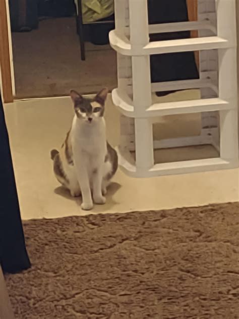 Thats A Guilty Kitty Rcats