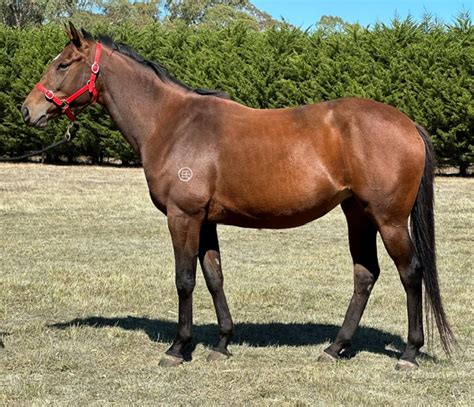 2025 April Late Online Sale Inglis Digital Online Auctions