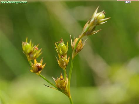 Juncus Tenuis Picture 1 Of 5