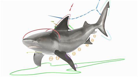 3d Model Realistic Bull Shark Rigged Turbosquid 2265137