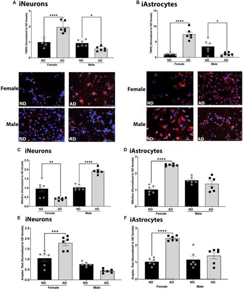 Cell Type And Sex Specific Mitochondrial Phenotypes In Ipsc Derived