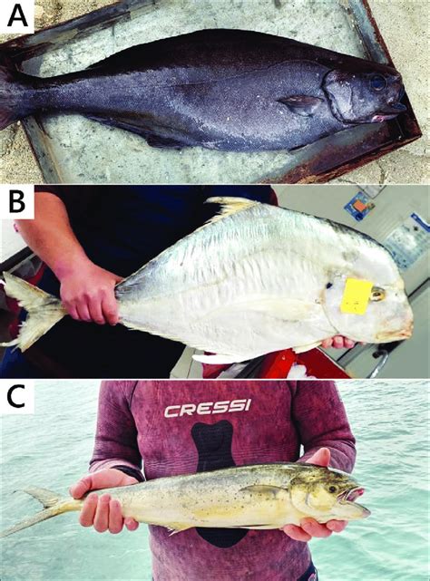 A The Centrolophus Niger Individual Captured From Gelibolu Coast Sea Download Scientific