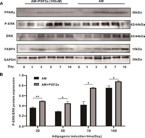 Erk Phosphorylation Participated In The Anti Adipogenic Effects Caused Download Scientific