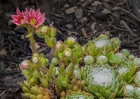 Hens And Chicks Plant Care How To Grow Sempervivum