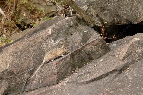 Allegheny Woodrat In Habitat Stock Image C044 9181 Science Photo