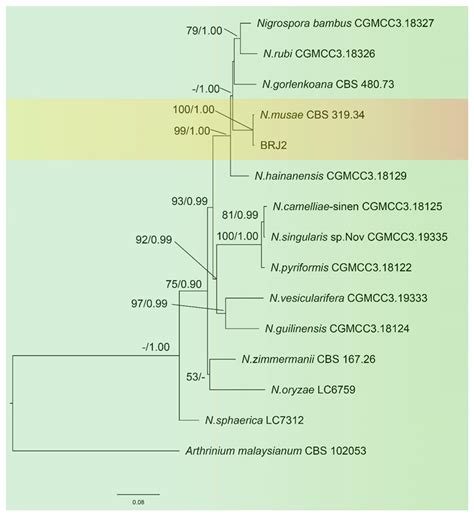 Identification Of The Pathogen Causing Leaf Spot In Zinnia Elegans And