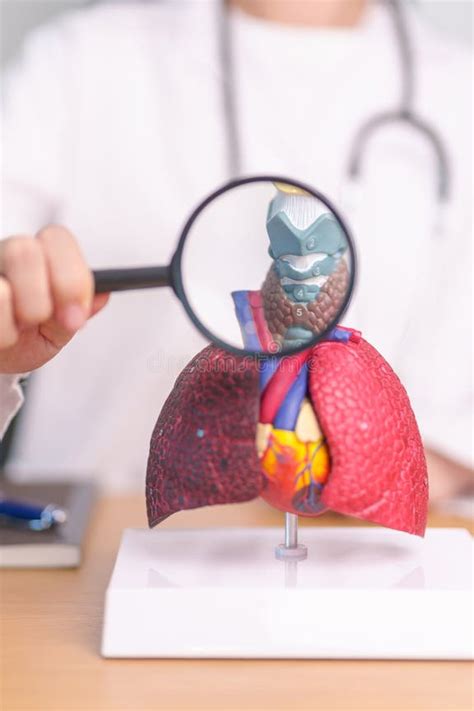 Doctor With Thyroid Of Respiratory System Anatomy For Diseases Lung