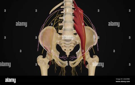 Hypogastric Nerve Impact Of Bioelectronic Medicine On The Neural