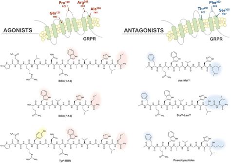 Grpr Targeting Radiotheranostics For Breast Cancer Management Pmc