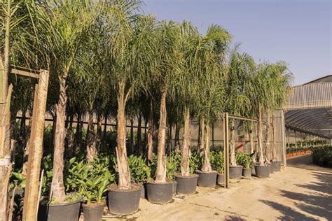 Achat Palmiers Espagne Grossiste Importation If Plants
