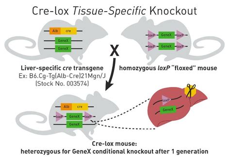 How To Create Tissue Specific Knockout Models With Cre Lox Jax Tech